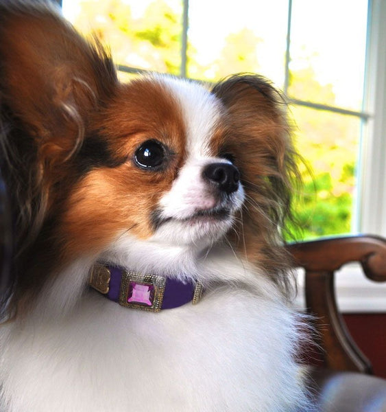 BVl3-bsd_grande.jpg?v=1610553759