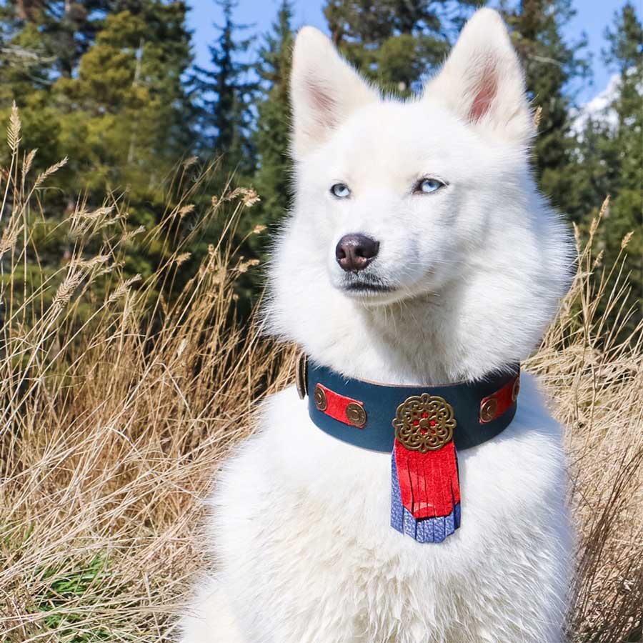 Apache Dog Collar