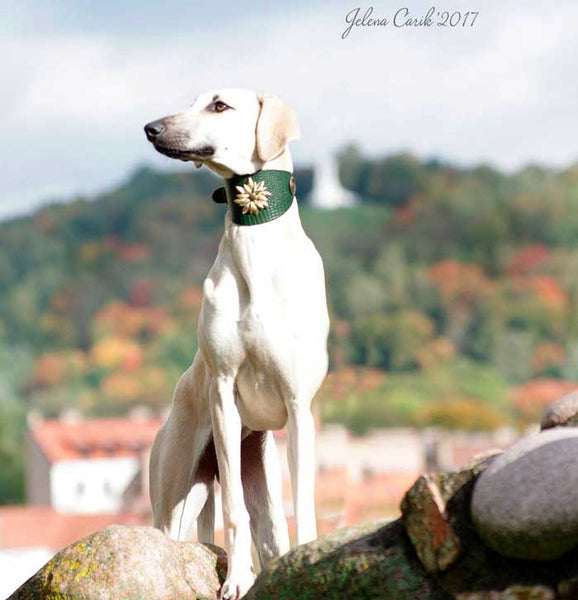 wild-emperor-dog-collar-galgo_grande.jpg?v=1591521748